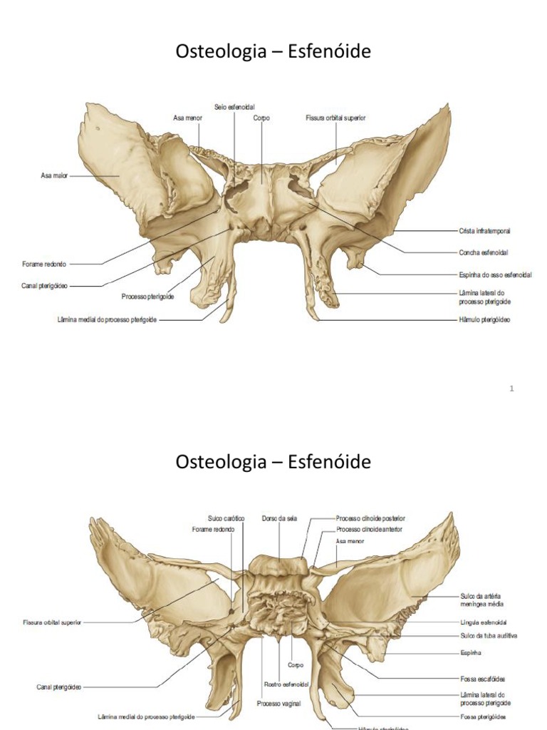 Esfenóide | PDF | Sistema Locomotor | Cabeça e pescoço humano