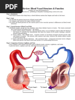 Blood and Circulation, iGCSE Biology | PDF | Circulatory System ...
