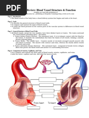 Arteries Veins And Capillaries Comparison