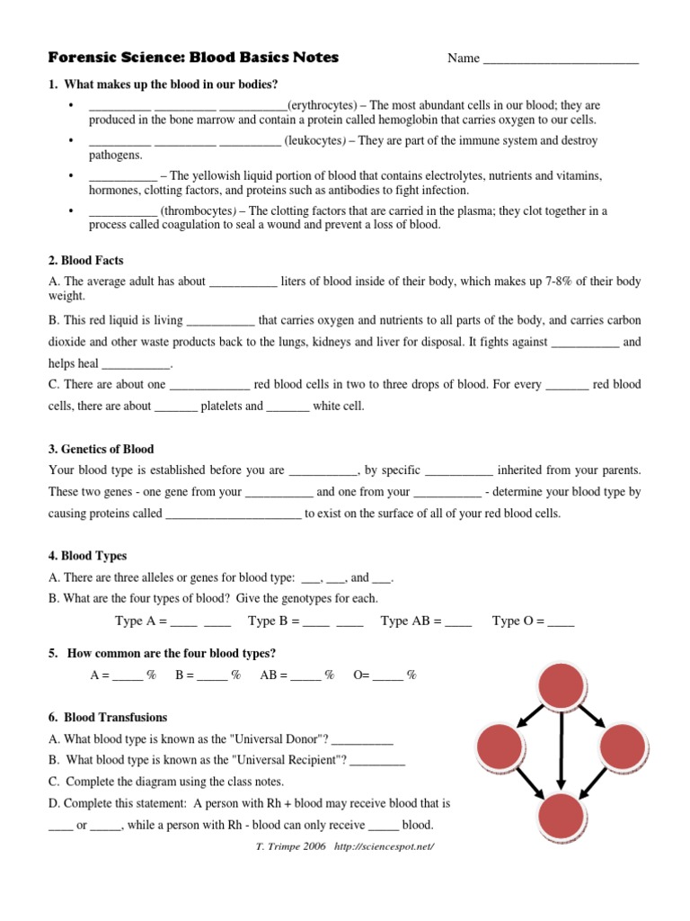 Forensic Science Blood Basics Guide | PDF | Blood Type | Blood Cell