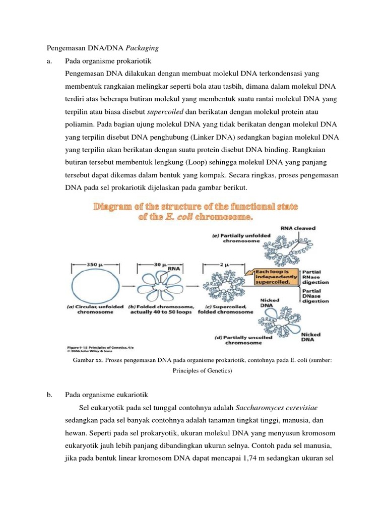 Pengemasan DNA | PDF | Sains & Matematika