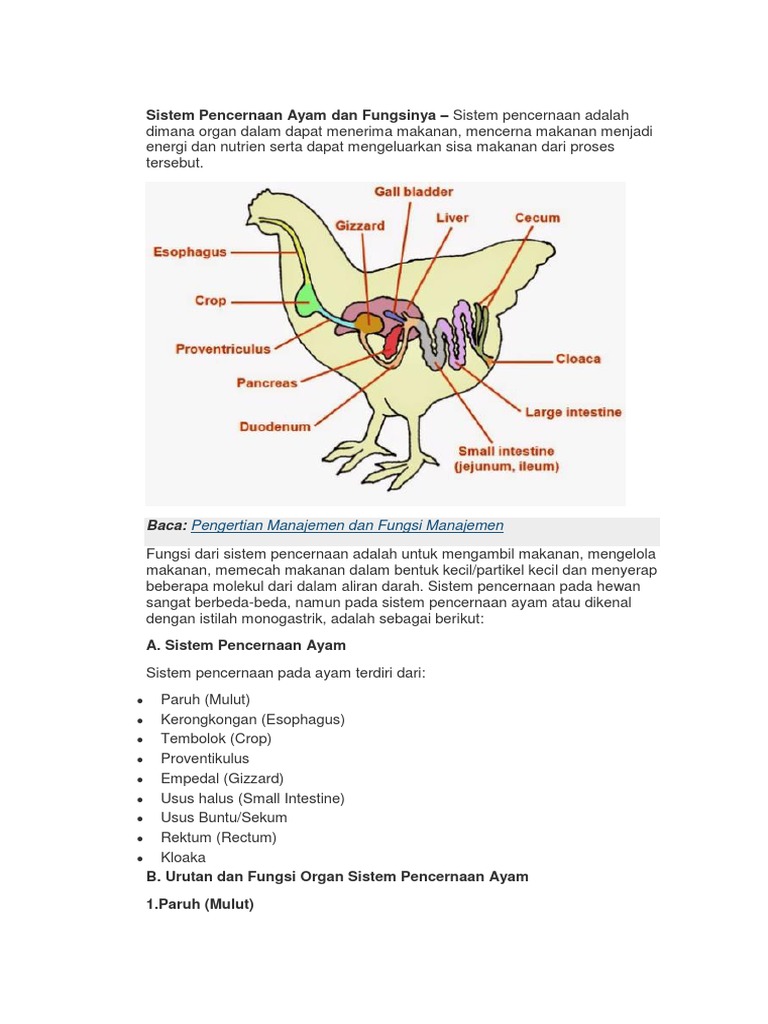Sistem Pencernaan Ayam Dan Fungsinya | PDF