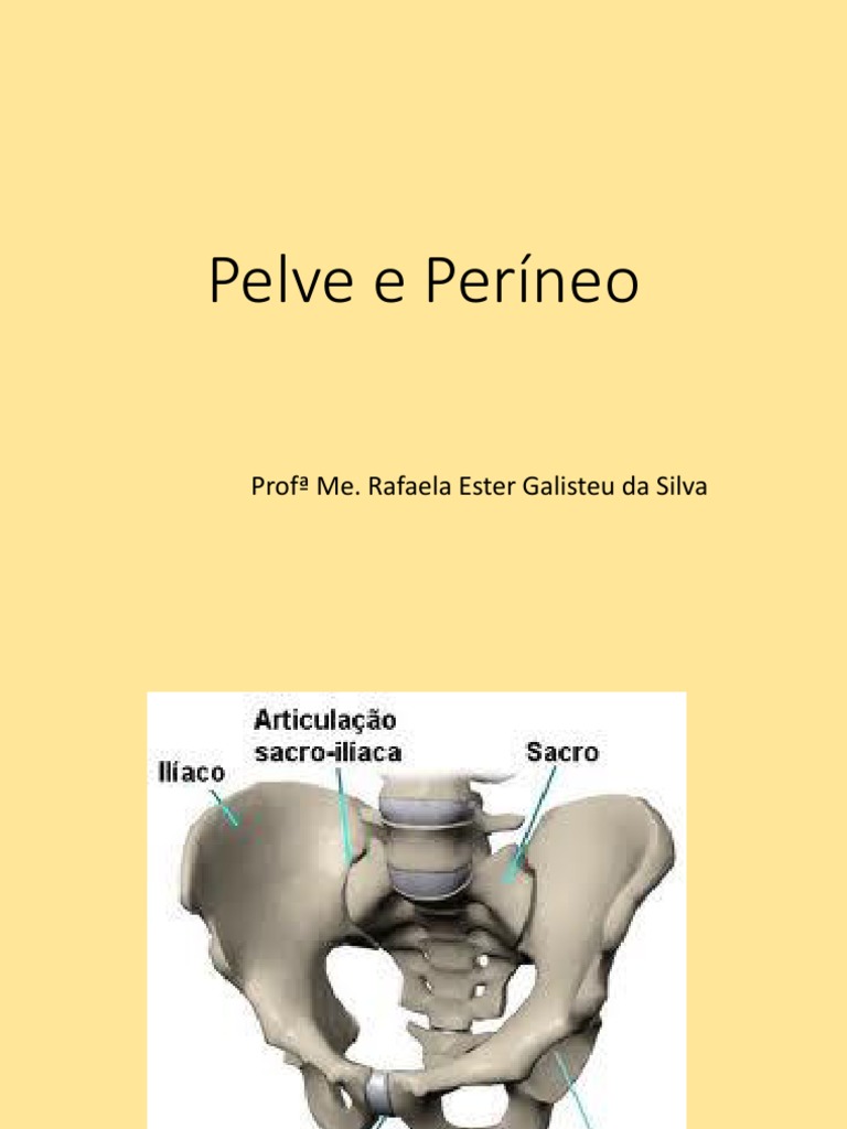 Pelve e Períneo 2 | PDF | Próstata | Anatomia animal