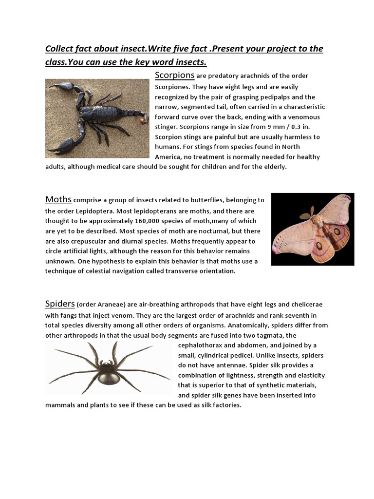Scorpions: Collect Fact About Insect - Write Five Fact .Present Your ...