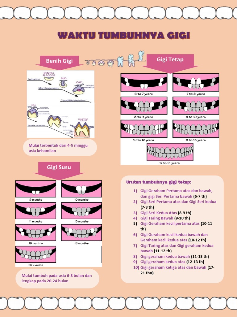Flipchart Waktu Erupsi Gigi | PDF