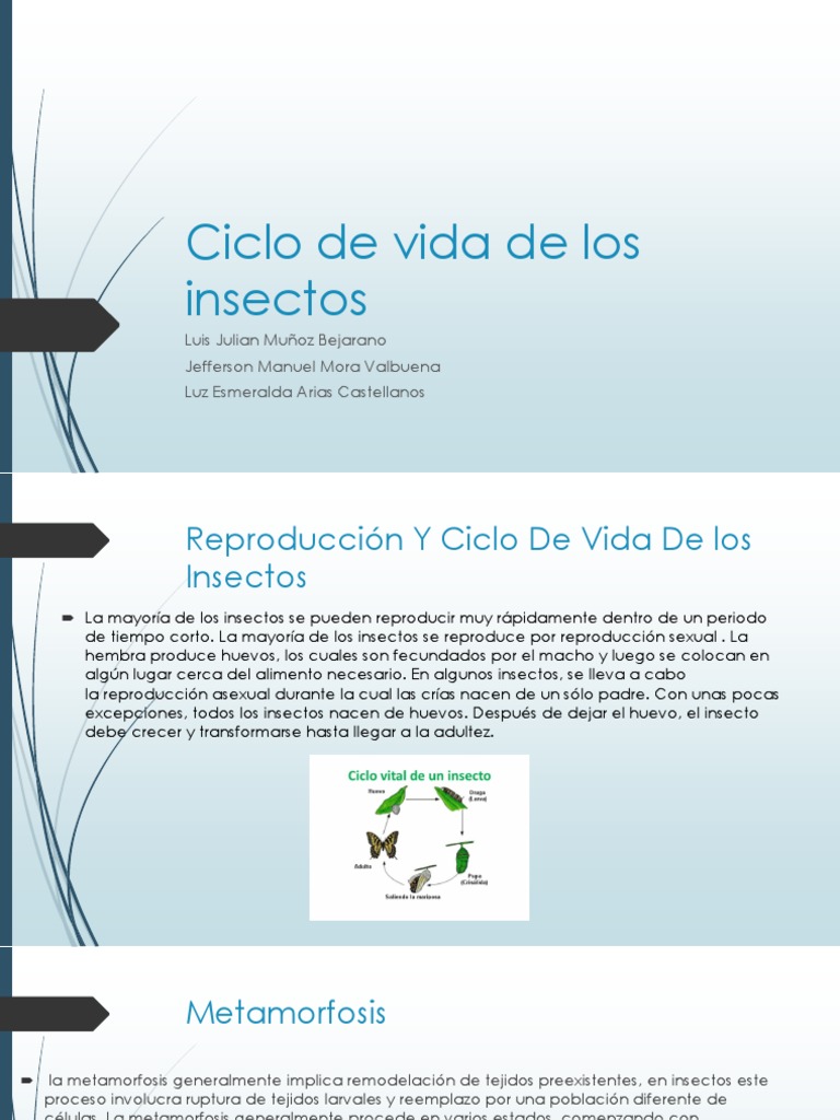 Ciclo de Vida de Los Insectos | PDF | Insectos | Zoología