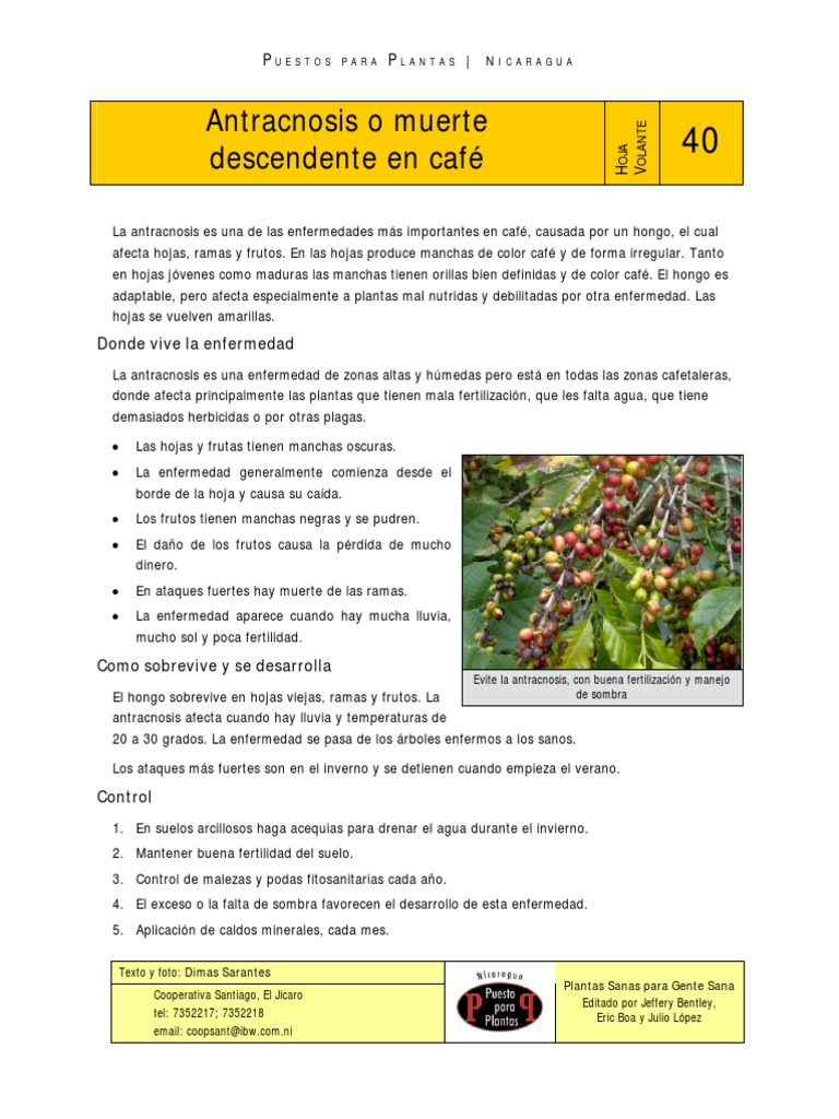 HV40 Antracnosis Cafe | PDF | café | Horticultura y jardinería