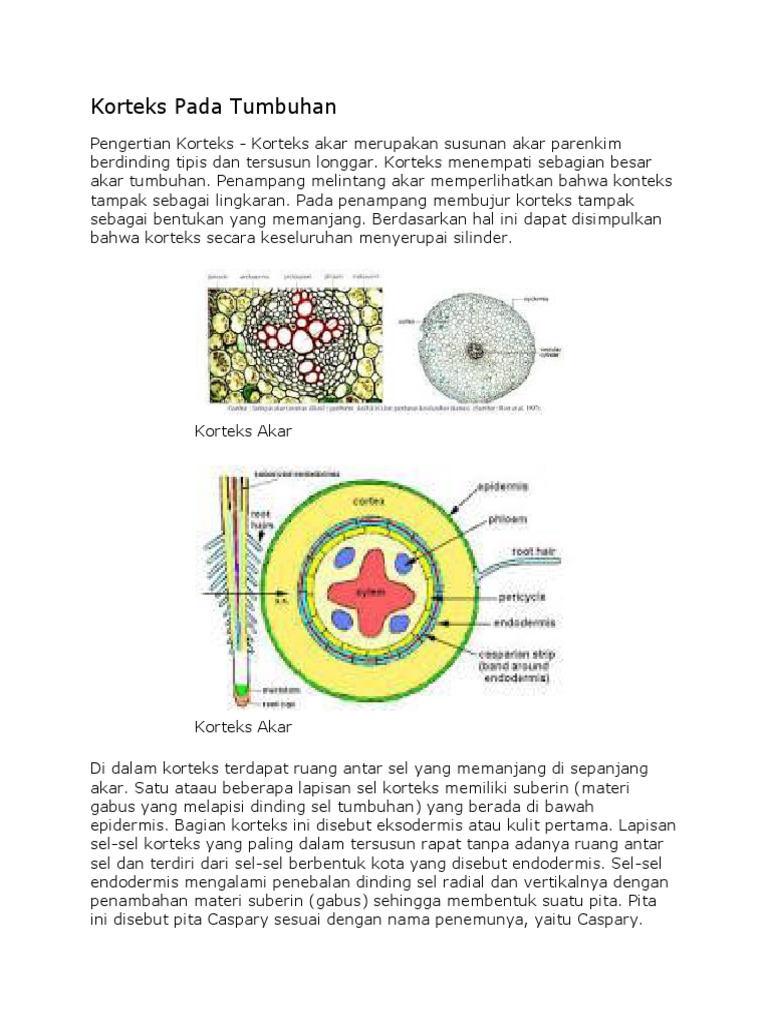 Korteks Pada Tumbuhan | PDF