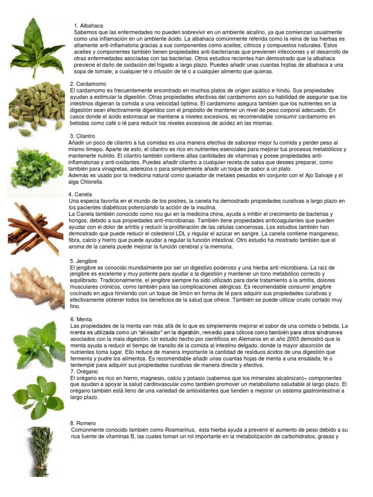 10 Plantas Medicinales y para Que Sirven | PDF | Té | Cilantro