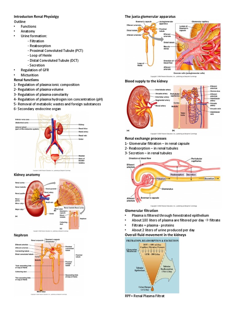 Fisiologi 1 - Introducton Renal Physiolgy | PDF | Kidney | Renal Function