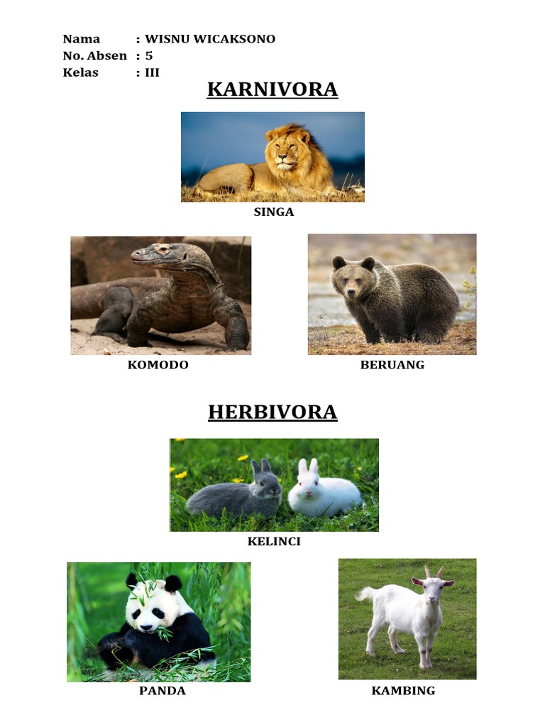 Karnivora Herbivora Omnivora Insektivora | PDF