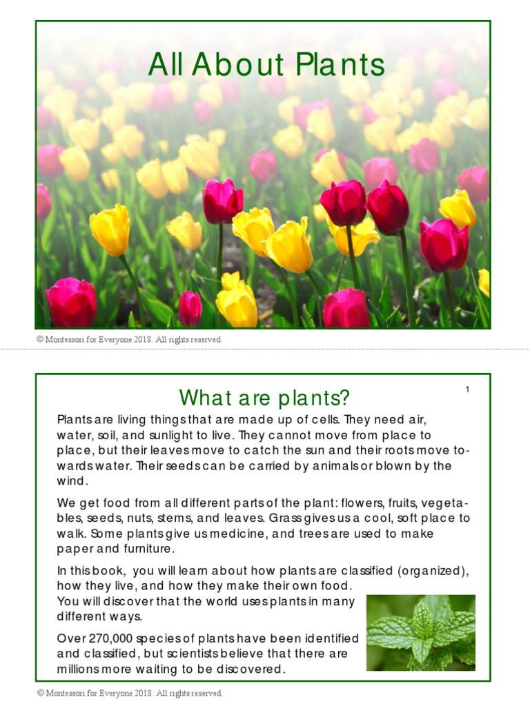 Understanding the Plant Kingdom | PDF | Trees | Seed