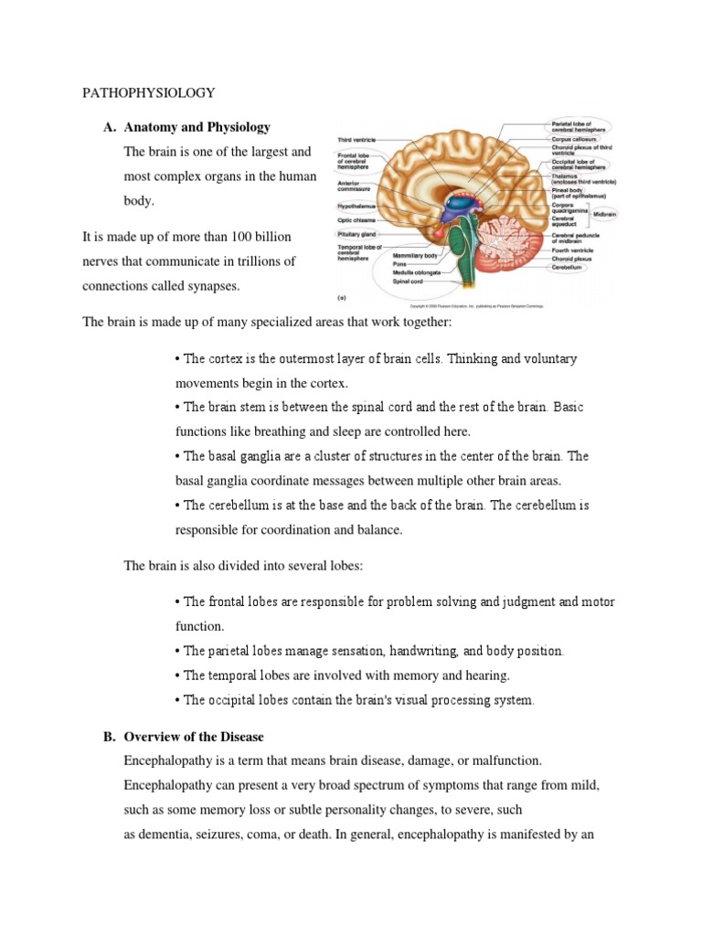 A. Anatomy and Physiology | PDF | Brain | Cerebellum