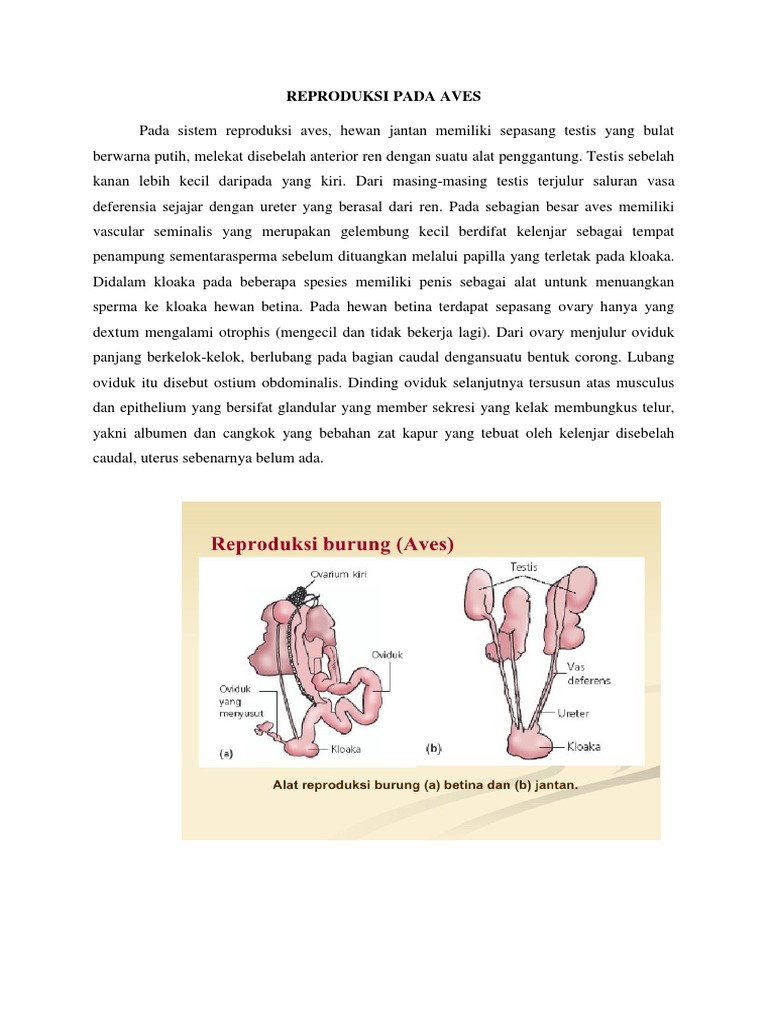 Sistem Reproduksi Aves dan Fertilisasi | PDF | Sains & Matematika