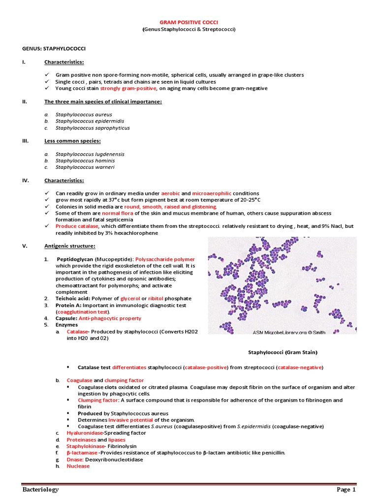 Gram Positive Cocci | Streptococcus | Staphylococcus