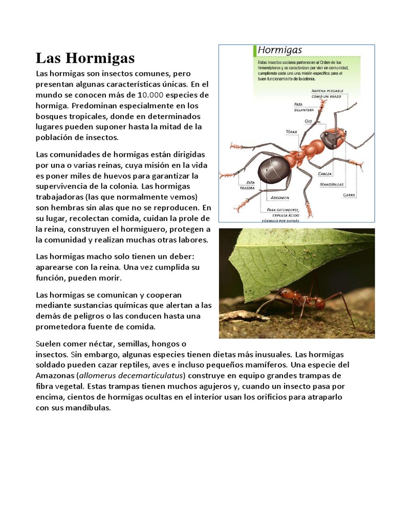 Las Hormigas | PDF