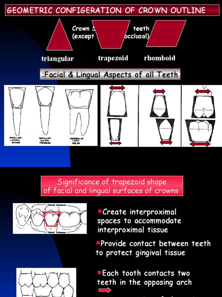Geometric Configeration of Crown Outline: Facial & Lingual Aspects of ...
