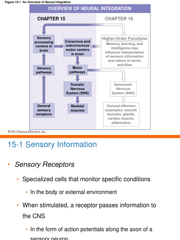 Overview of Neural Integration: Sensory Processing Centers in Brain ...
