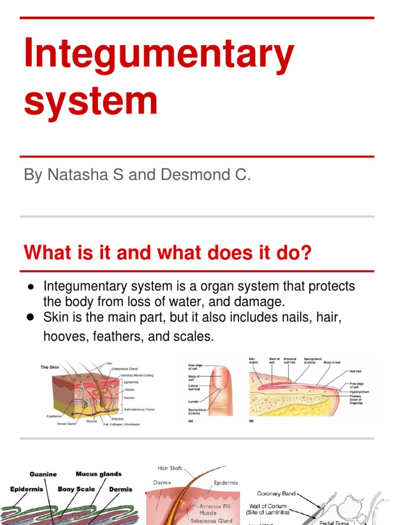 Integumentary System | PDF | Skin | Integumentary System