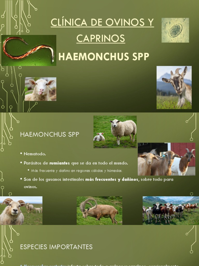 COyC Haemonchus | PDF