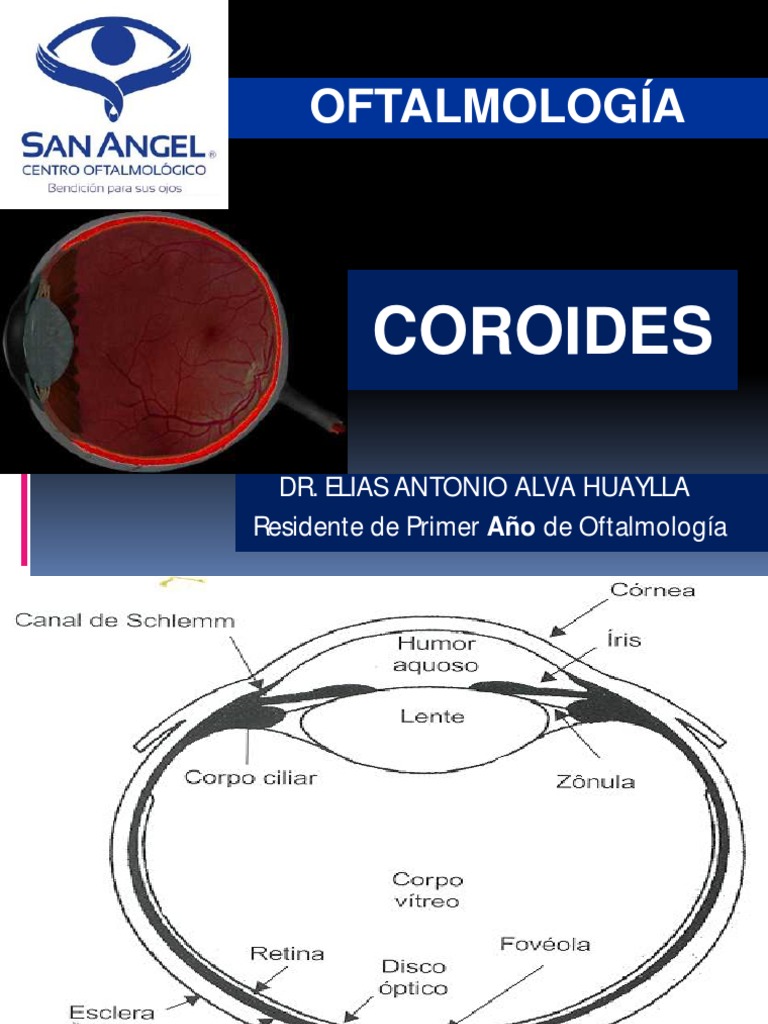 Anatomía De La Coroides Ocular