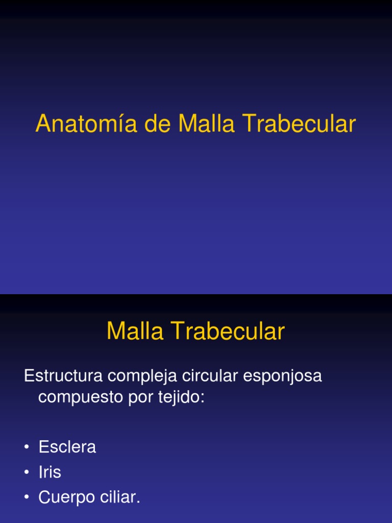 Anatomía de Malla Trabecular | Tejido conectivo | Biología Celular)