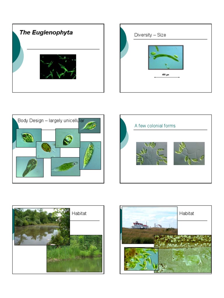 The Euglenophyta: Diversity - Size | PDF | Cell (Biology) | Sexual Reproduction