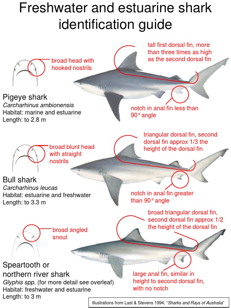 FreshwaterandEstuarineSharkIdentificationGuide.pdf | Sharks | Aquatic ...
