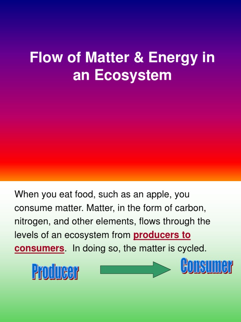 Flow of Matter and Energy in An Ecosystem | PDF