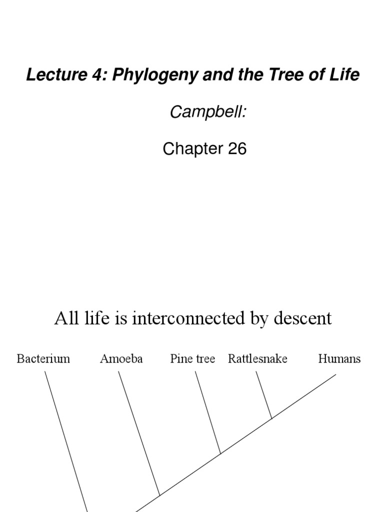 Lecture 4: Phylogeny and The Tree of Life: Campbell | PDF | Hominidae ...