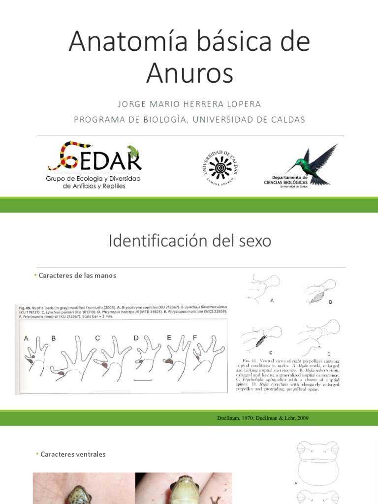 Revisión Anatomía Básica de Anuros | PDF