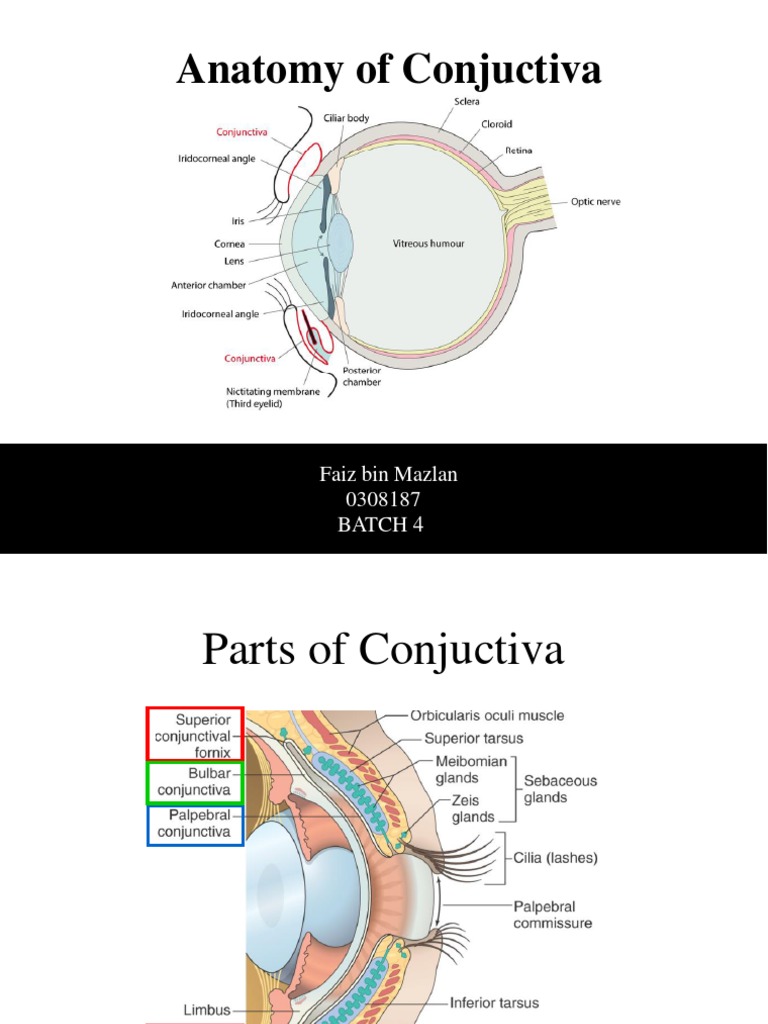 Anatomy of Conjuctiva | PDF | Epithelium | Human Anatomy