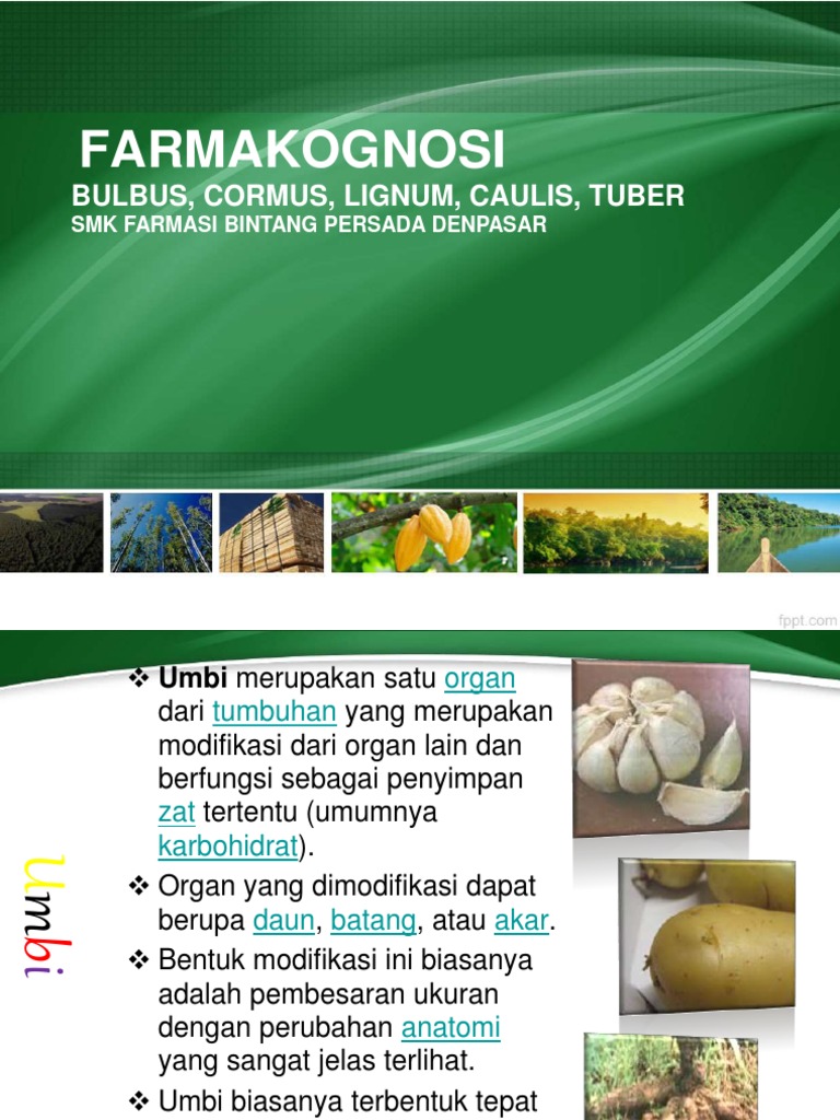 Bulbus PDF | PDF | Sains & Matematika