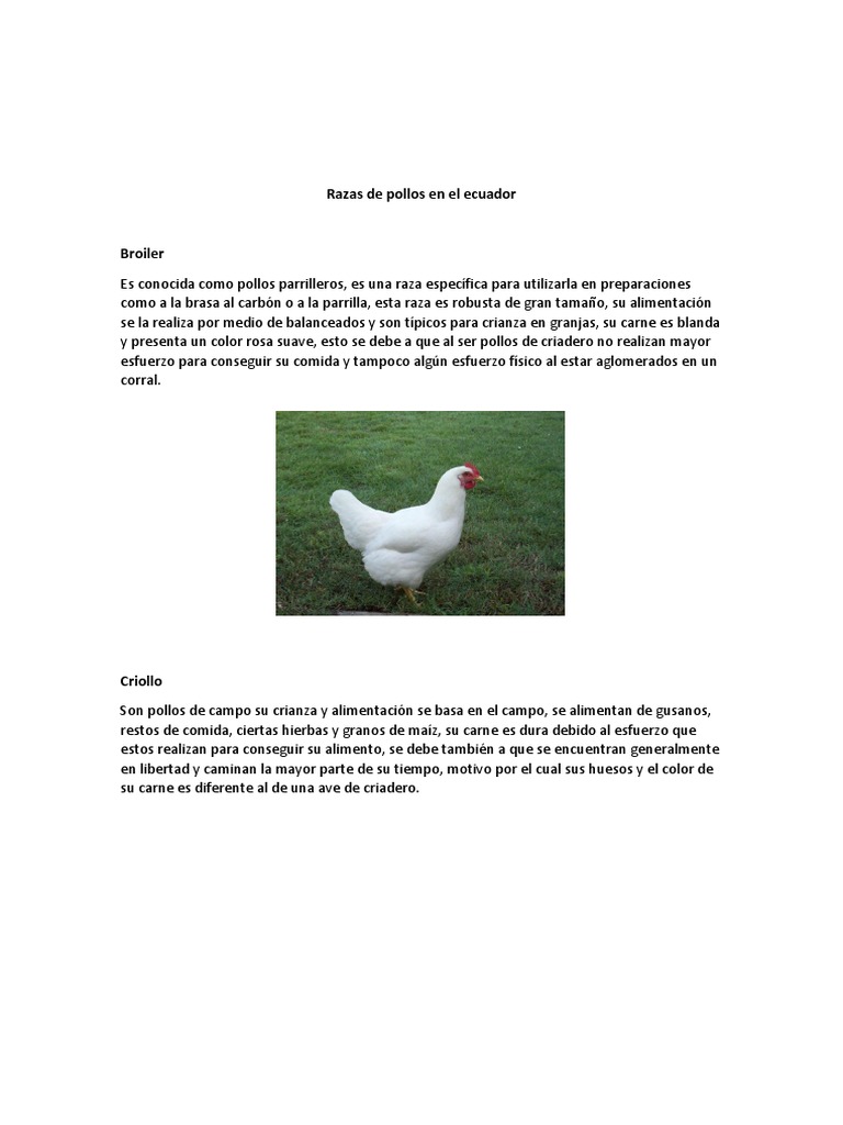 Razas de Pollos en Ecuador: Tipos y Usos | PDF