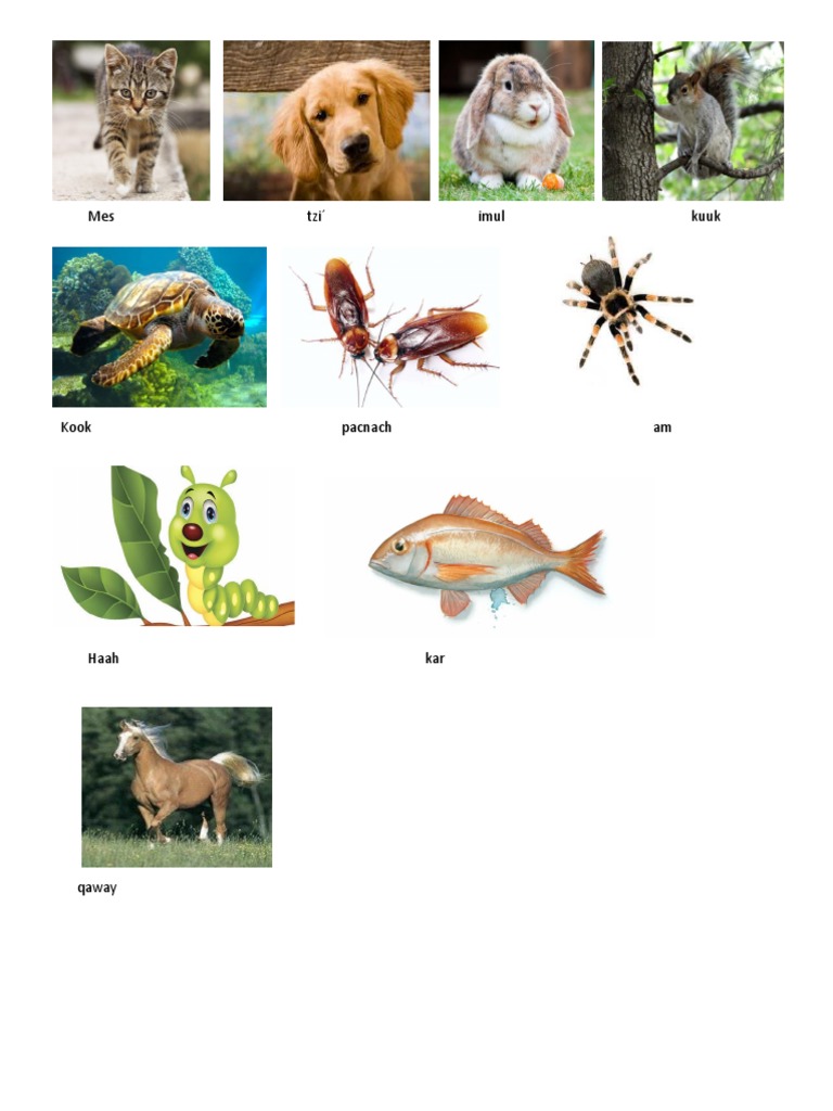 Animales en Poqomchi | PDF