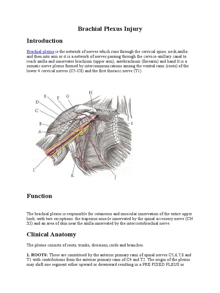 Brachial Plexus Injury | PDF | Human Anatomy | Musculoskeletal System