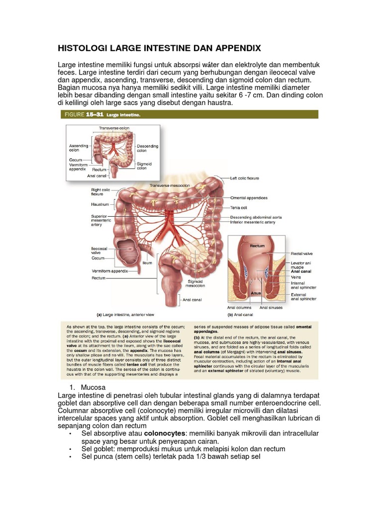 Histologi Appendix Dan Large Intestine | PDF | Sains & Matematika