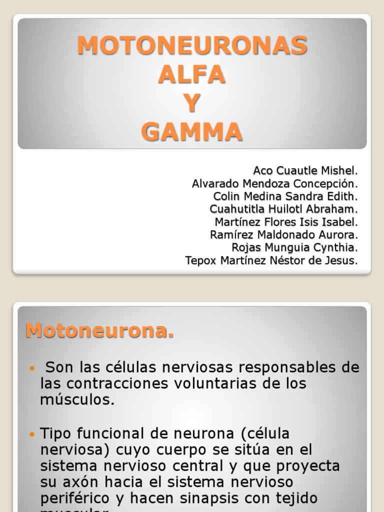 Funciones de Motoneuronas Alfa y Gamma | PDF | Neurona motora | Músculo