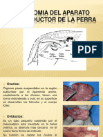 Fisiologia Del Gallo | PDF | Testículo | Pene