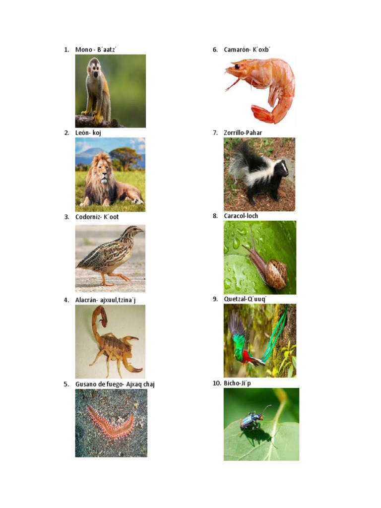 50 Palabras en Poqomchi