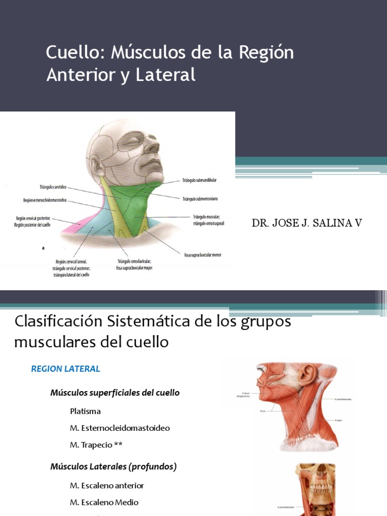 Cuello Musculos Superficiales y Triangulos2 PDF | PDF | Cabeza y cuello ...