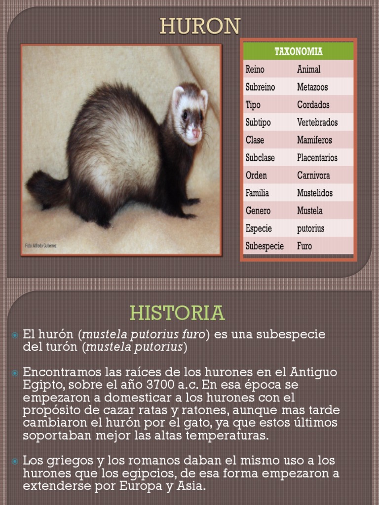 Huron | PDF | Diarrea | Alimentos