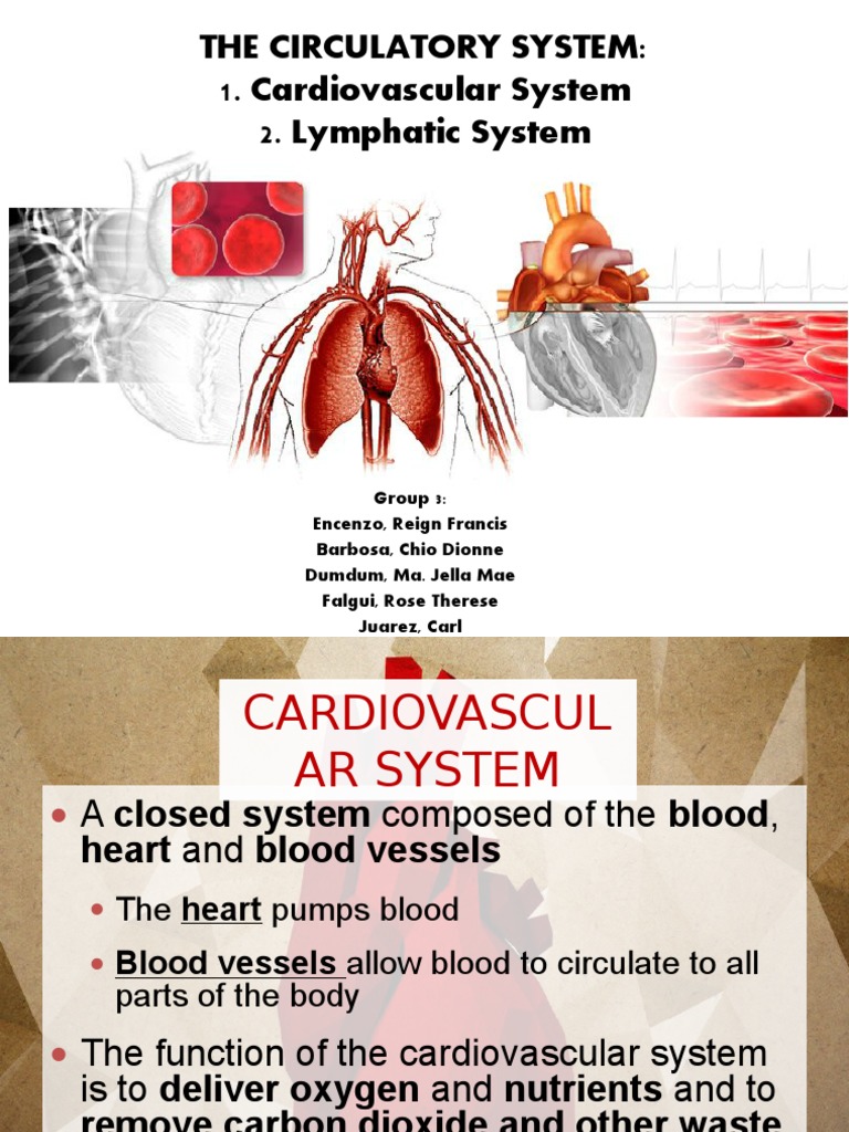 Circulatory System Cardiovascular and Lymphatic | PDF | Lymphatic ...
