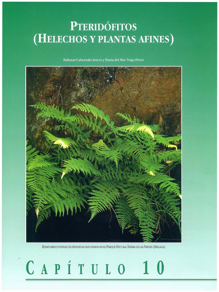 Pteridofitos | PDF | Helecho | Plantas