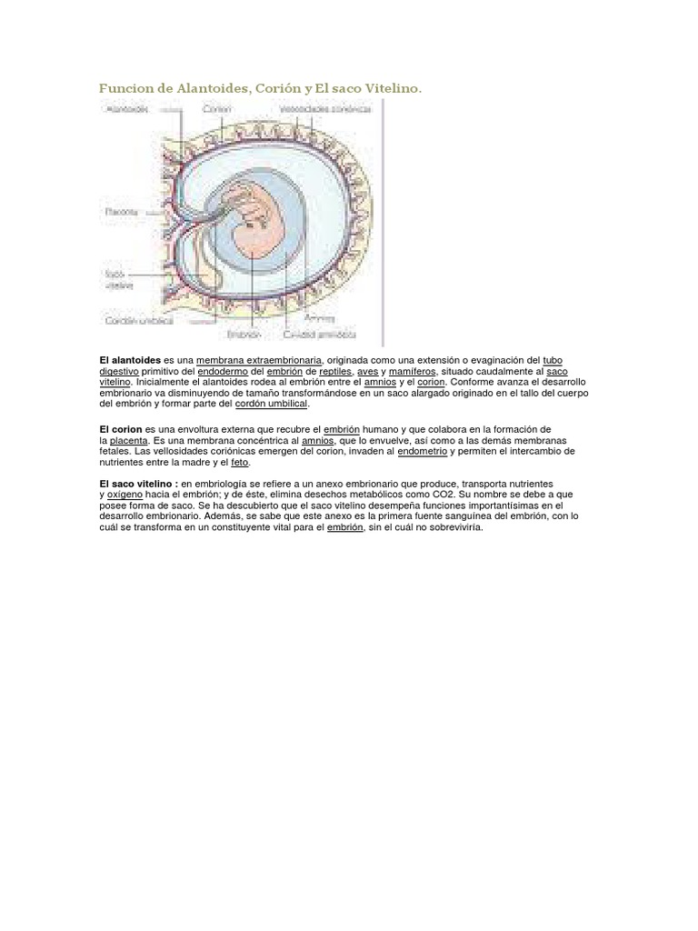 Funcion de Alantoides Saco Vitelino | PDF