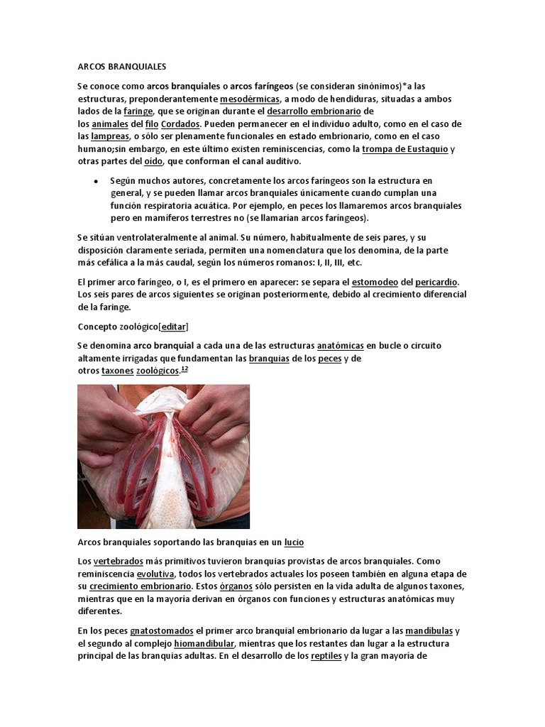 Desarrollo de los arcos branquiales | PDF | Anatomía | Anatomia animal