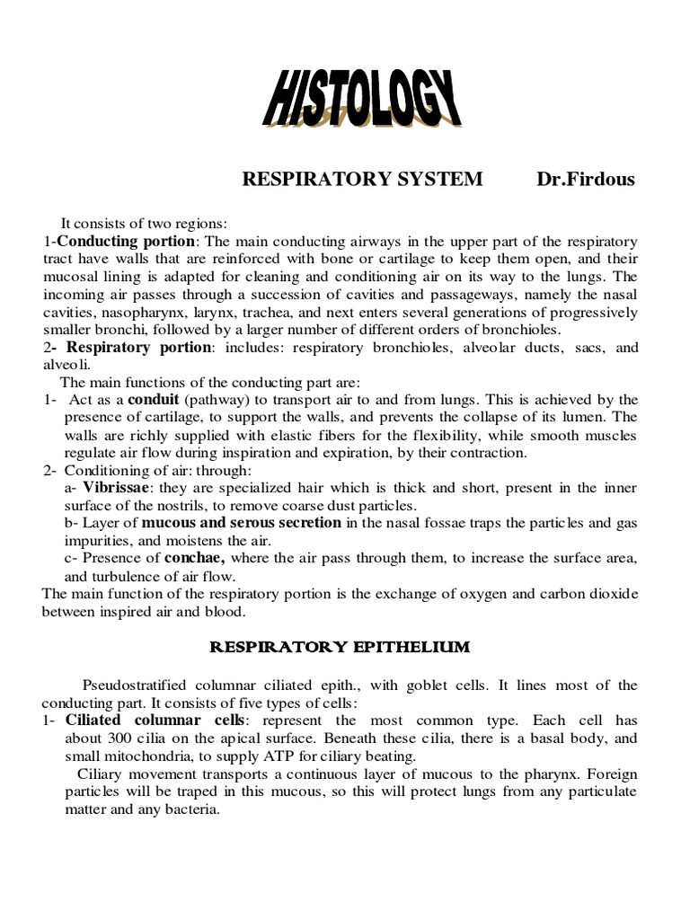 Respiratory System 2 | PDF | Lung | Respiratory Tract