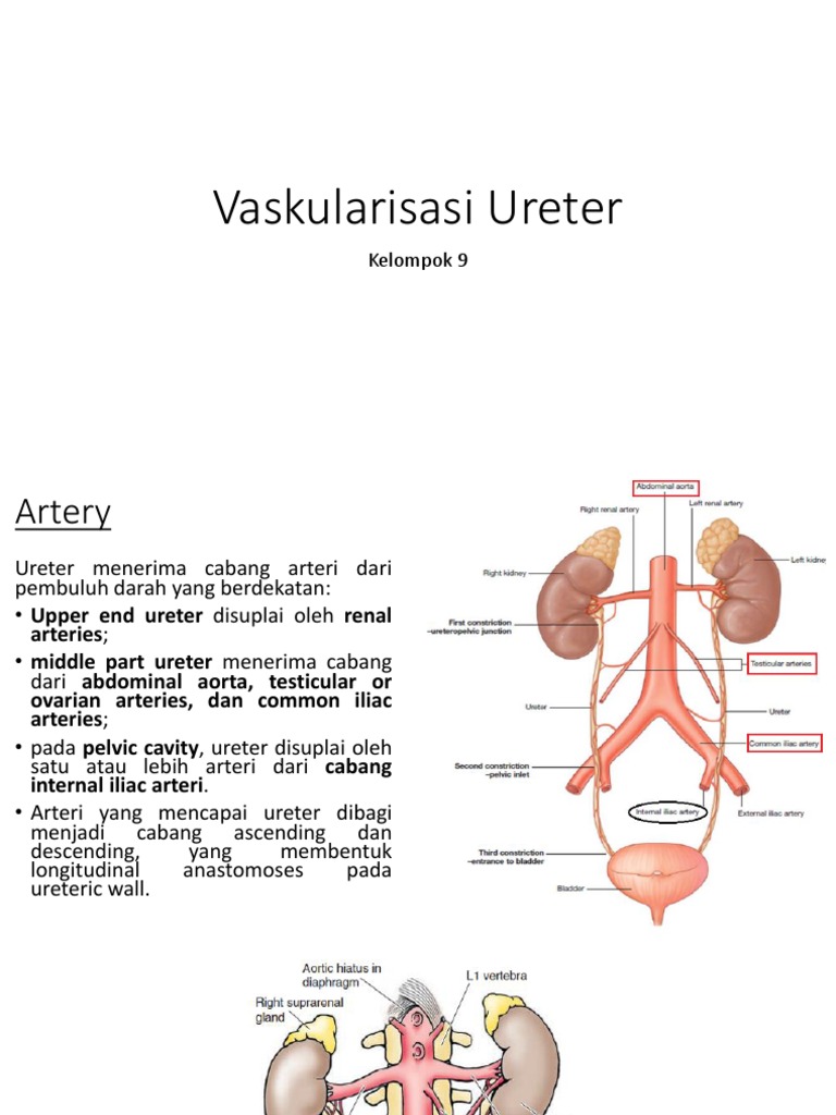 Vaskularisasi Dan Inervasi Ureter PPT Kel 9 | PDF