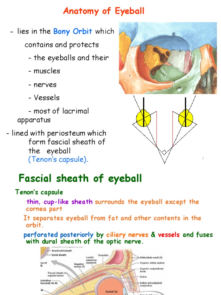 Gross Eye Anatomy | Human Eye | Cornea | Free 30-day Trial | Scribd