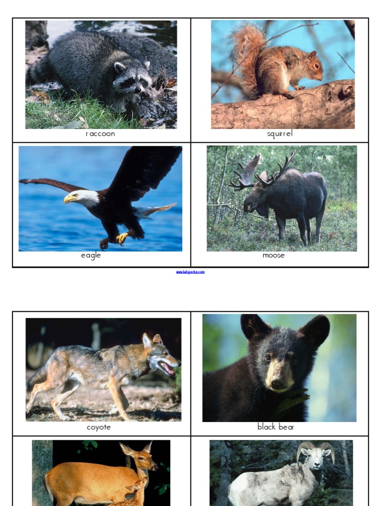 Forest and Wild Animal Flashcards | PDF